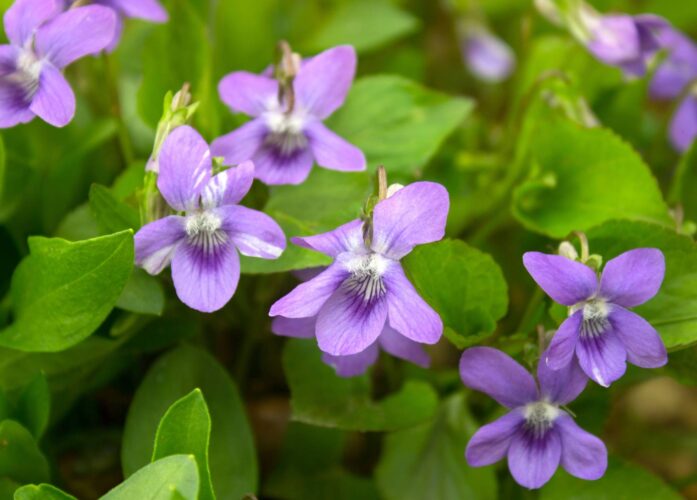 List of Edible Plants with Pictures – Mother Earth News